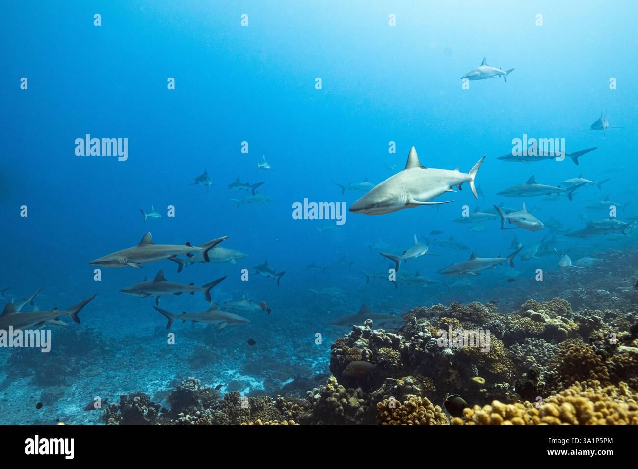 Grey Reef Shark in Deep Blue Ocean - Wall of sharks Stock Photo - Alamy