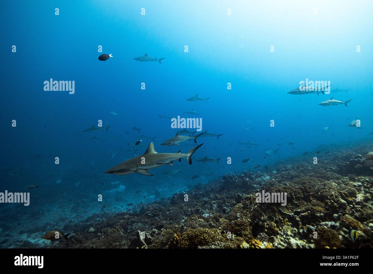 Grey Reef Shark in Deep Blue Ocean - Wall of sharks Stock Photo - Alamy