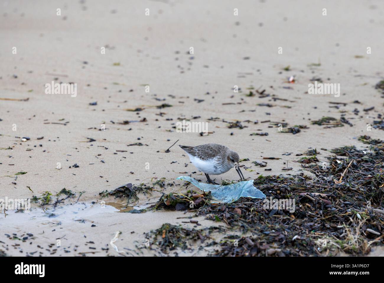 Abundant shorebird species hi-res stock photography and images - Alamy