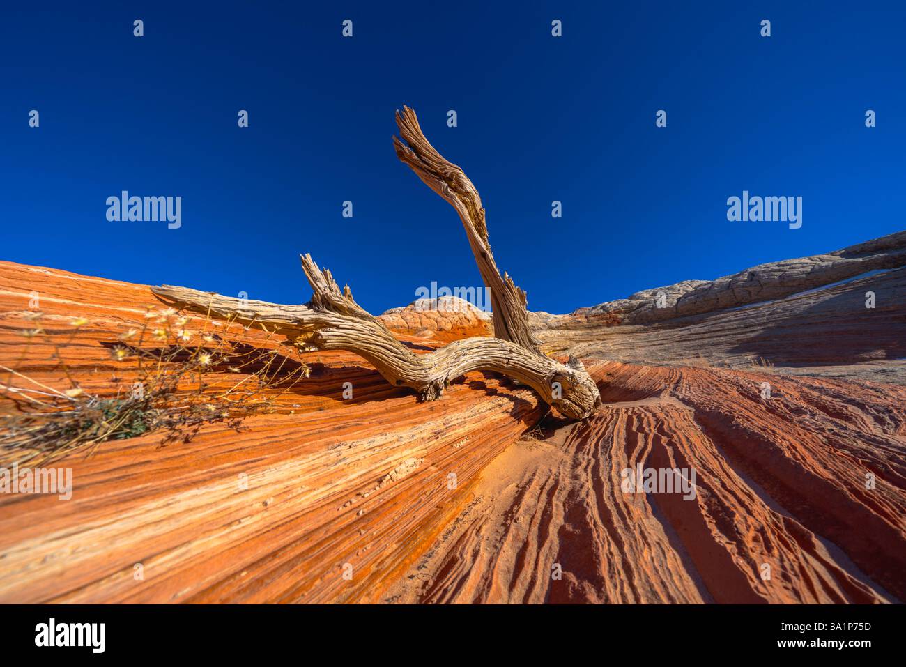 Intricate rock formations in White Pocket Vermilion Cliffs National ...