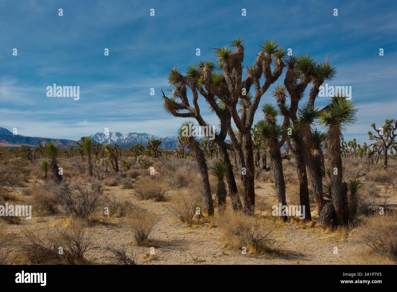 Desert scenic of unique Joshua Trees at desert elevations of Cajon Pass ...
