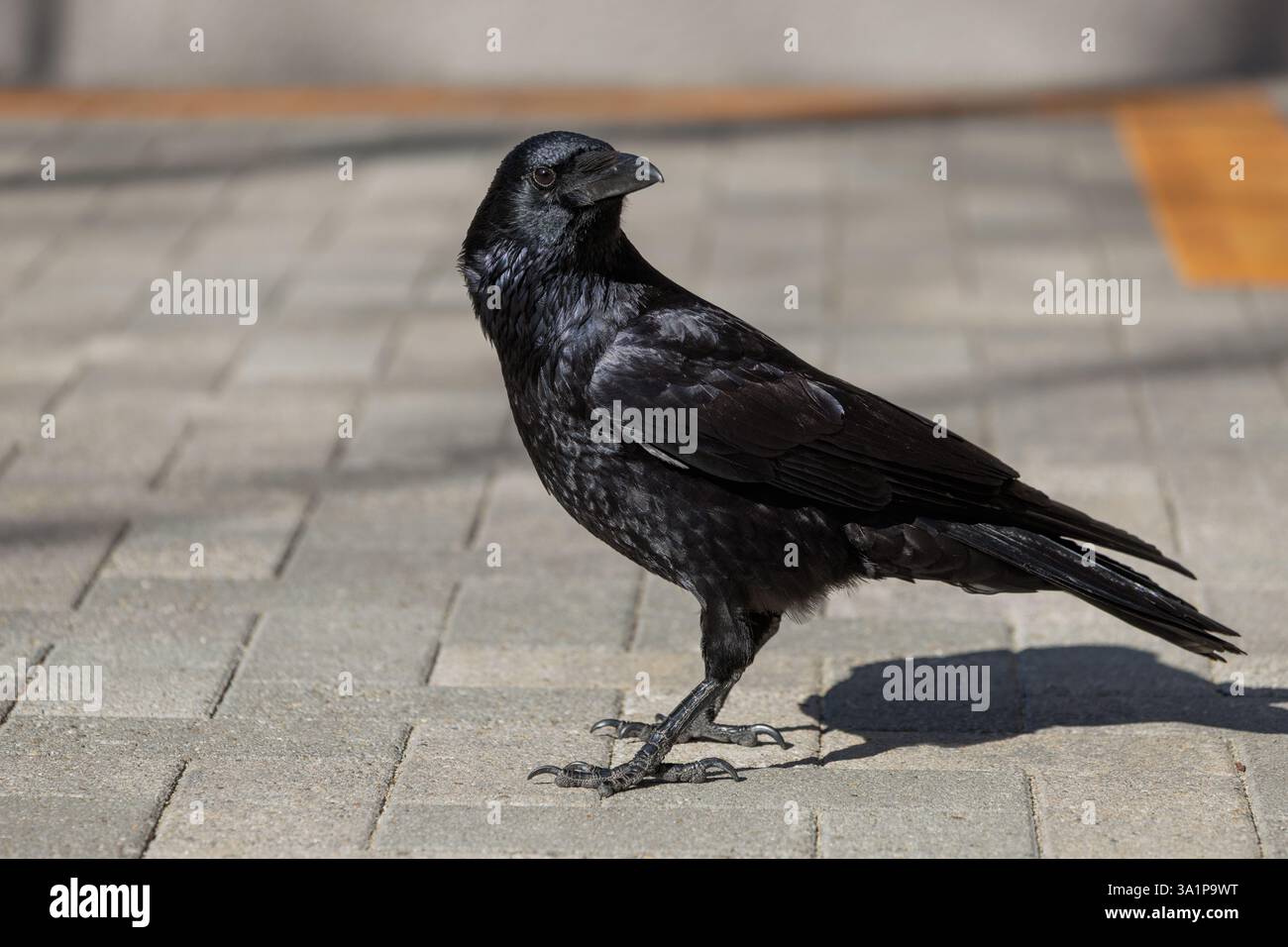Closeup of crow standing on gray brick walkway in half frontal bust ...