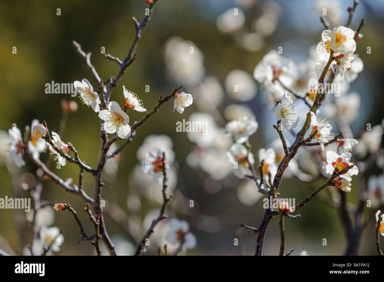 Backlit delicate white plum blossoms adorn slender branches. Sunlight ...