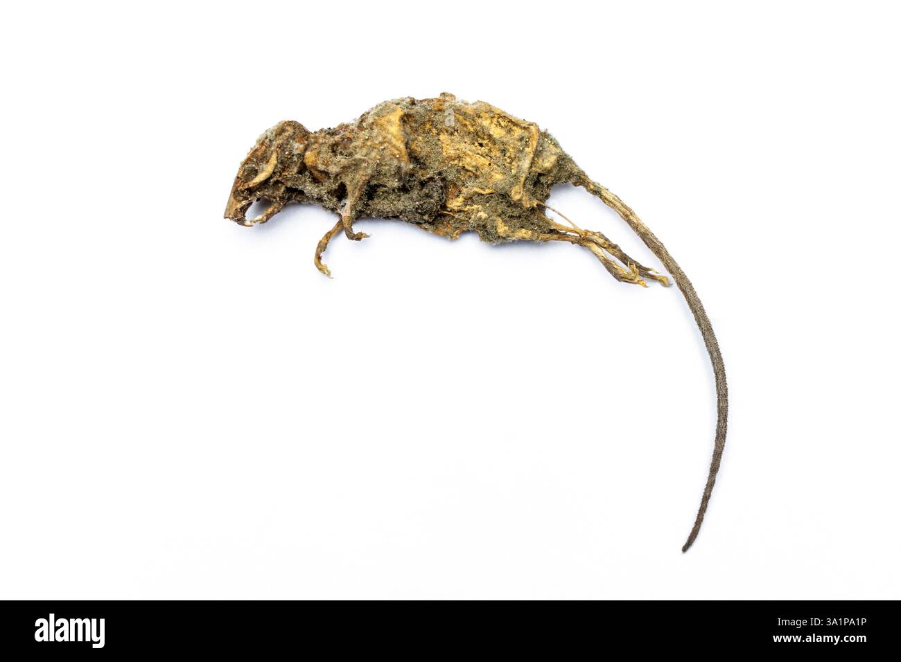 A dead and mummified domestic mouse on a white background Stock Photo ...