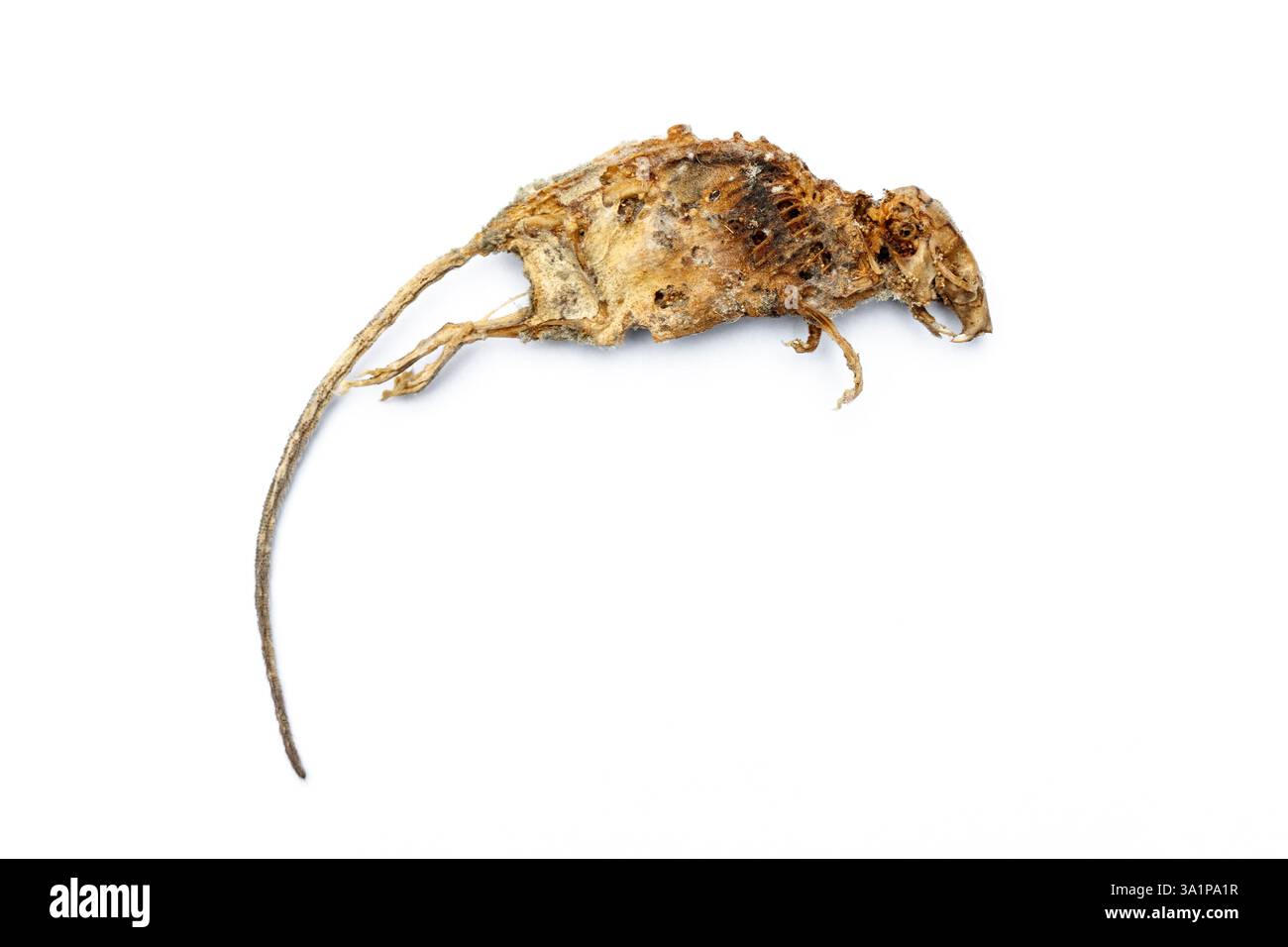 A dead and mummified domestic mouse on a white background Stock Photo ...