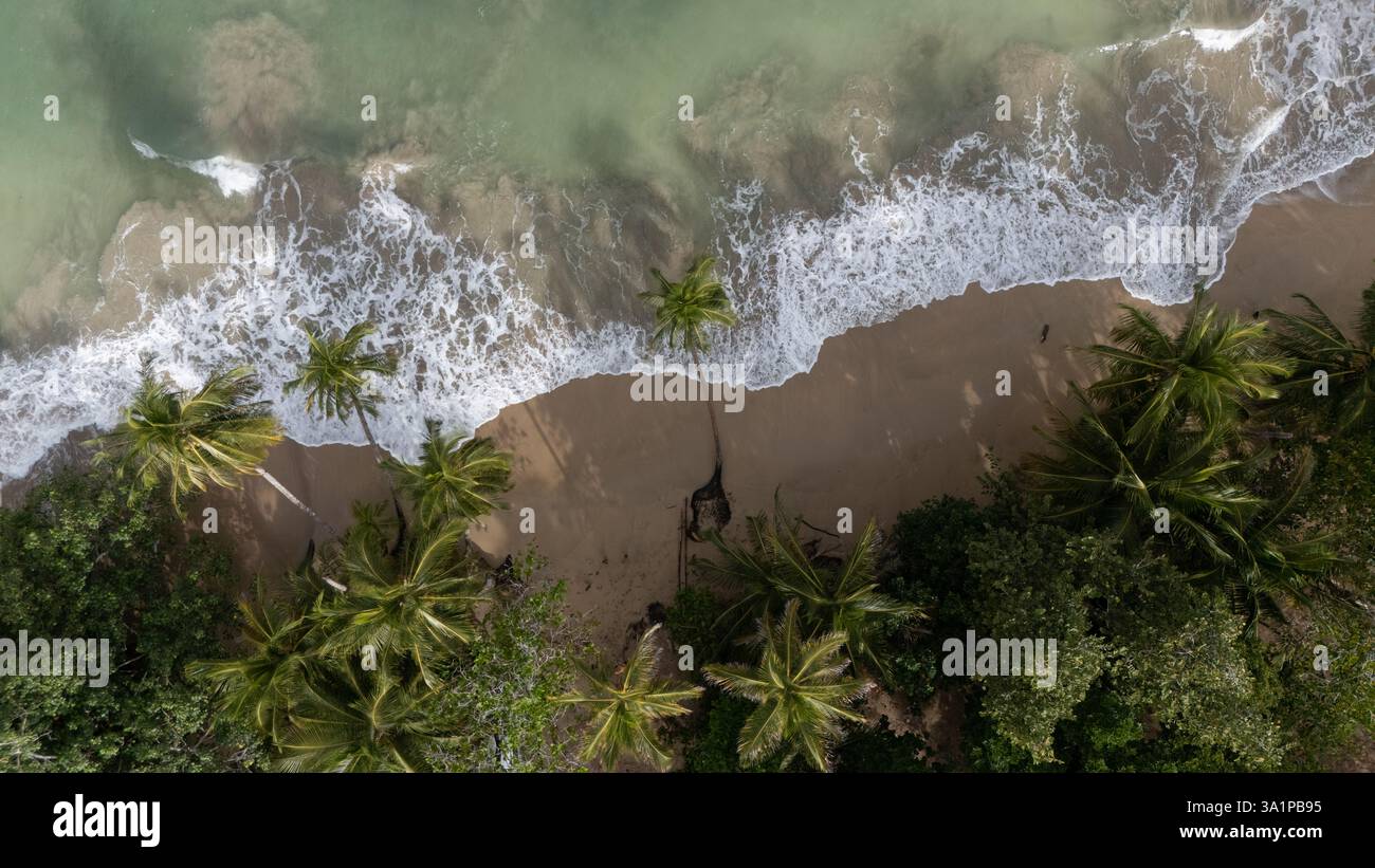 Drone Aerial top view on la sosa palm tree in Manzanillo, Costa Rica. A ...