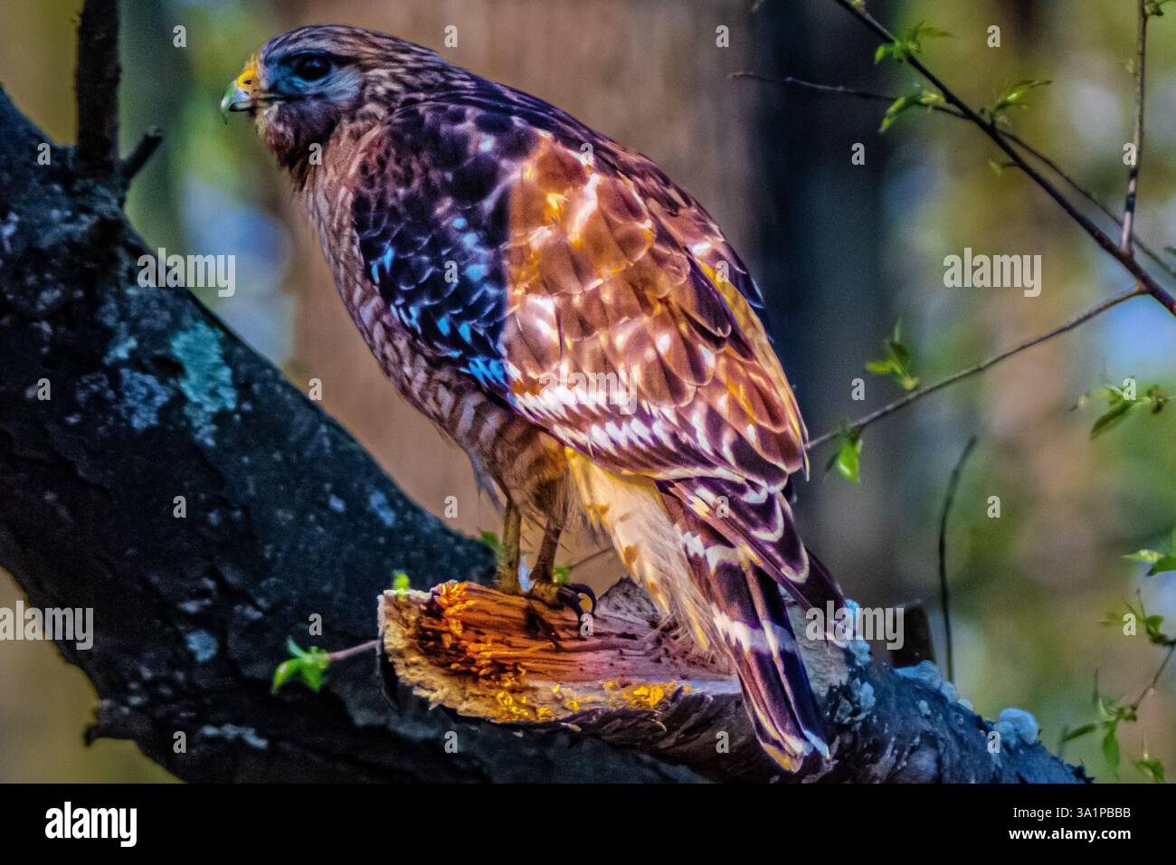 Red Shoulder Hawk resting on a limb Stock Photo - Alamy