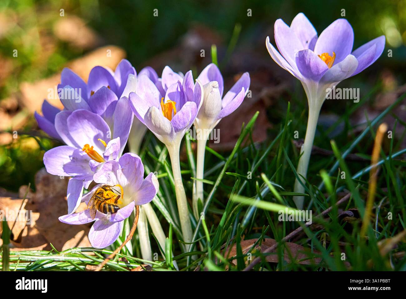 Bavaria, Germany - March 9, 2025: Purple crocuses in the meadow, a bee ...