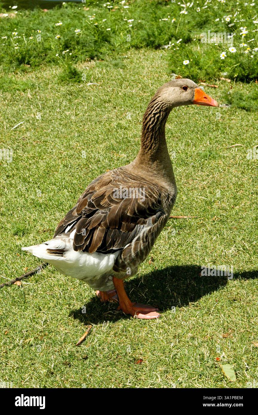 Beautiful grey goose standing hi-res stock photography and images - Alamy