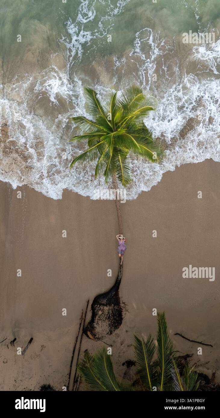Drone Aerial top view on la sosa palm tree in Manzanillo, Costa Rica. A ...