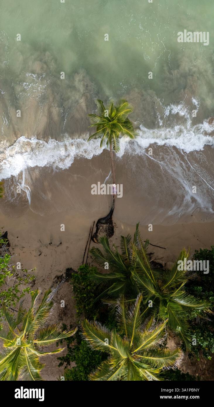 Drone Aerial top view on la sosa palm tree in Manzanillo, Costa Rica. A ...