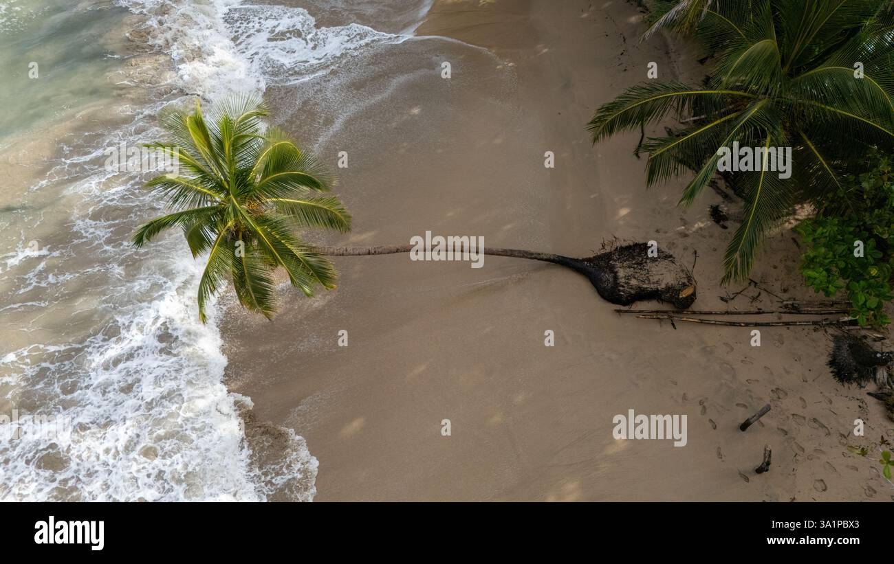 Drone Aerial top view on la sosa palm tree in Manzanillo, Costa Rica. A ...