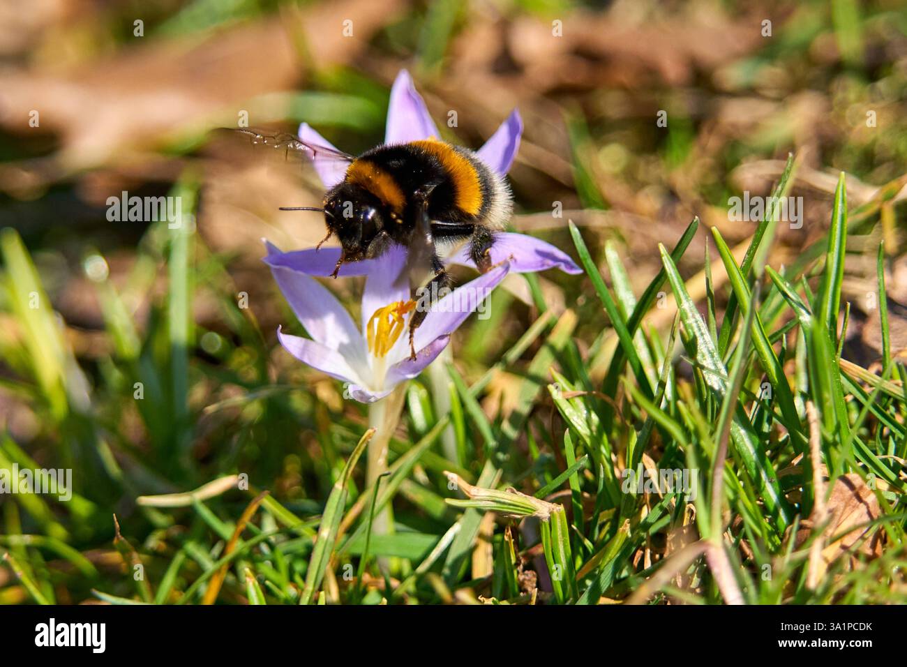Lützelburg, Bavaria, Germany - March 9, 2025: A bumblebee sits on a ...
