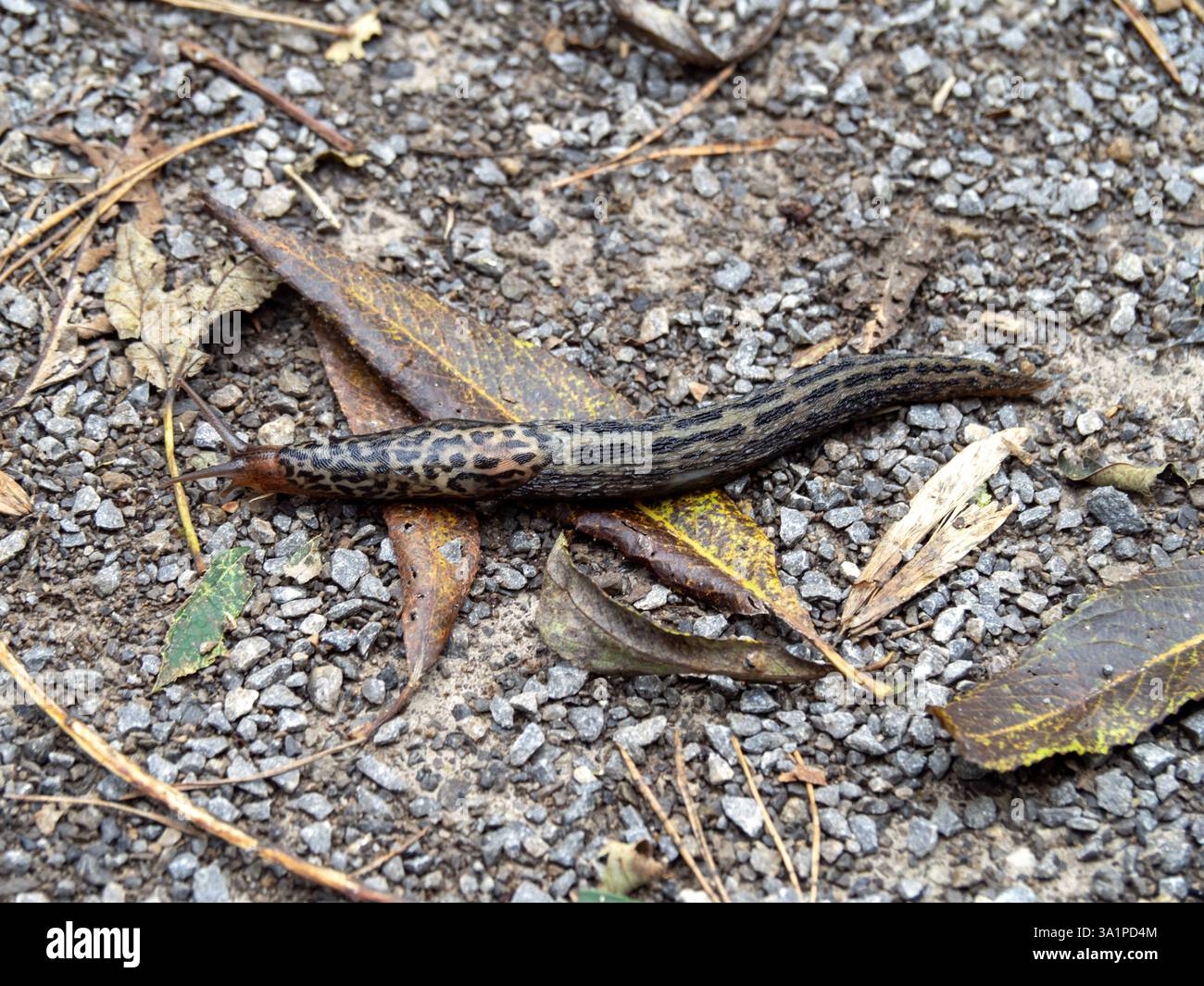 Leopard slug, Limax maximus, on the ground Stock Photo - Alamy