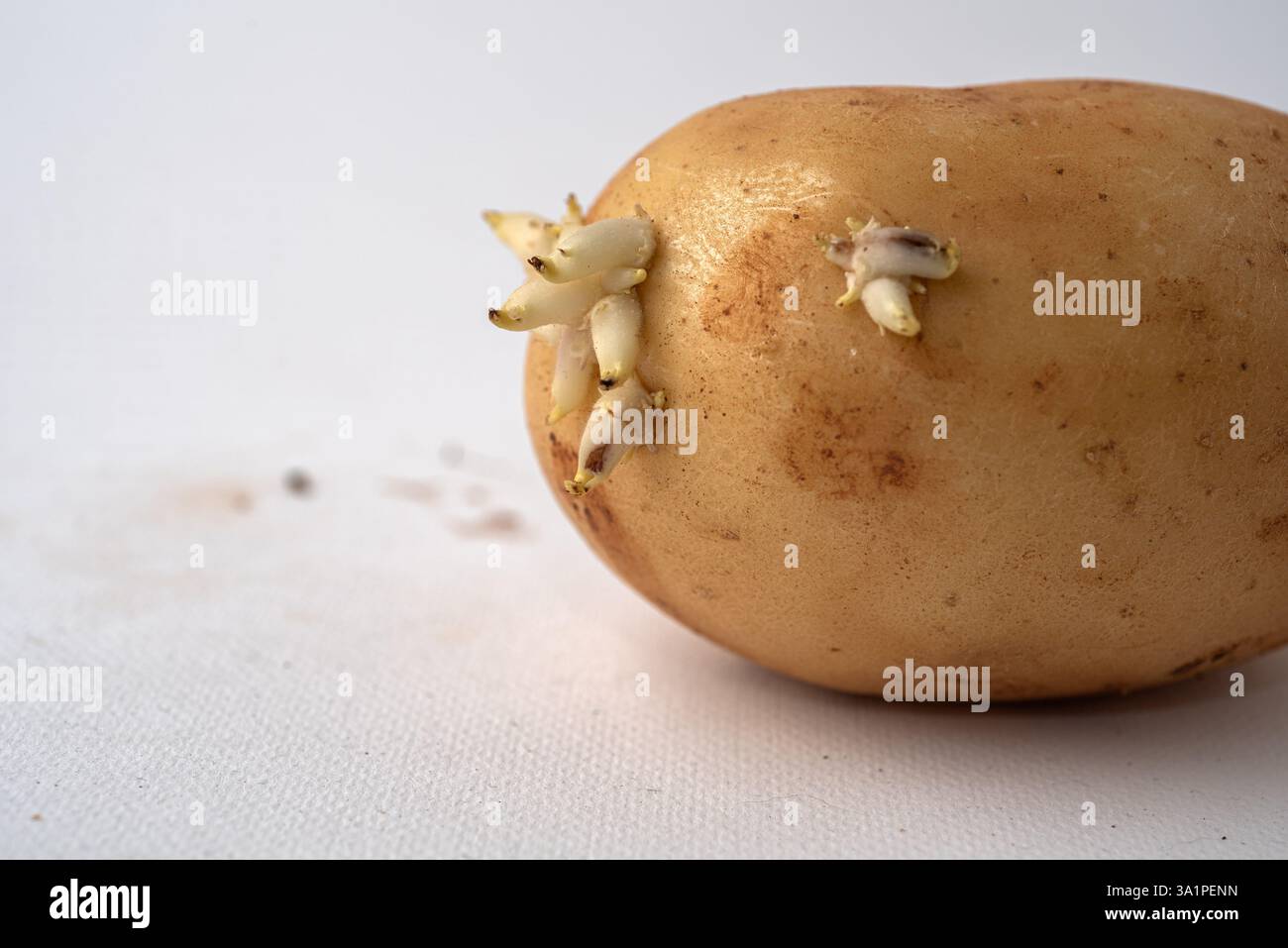 Fresh potato sprout on a white background Stock Photo - Alamy