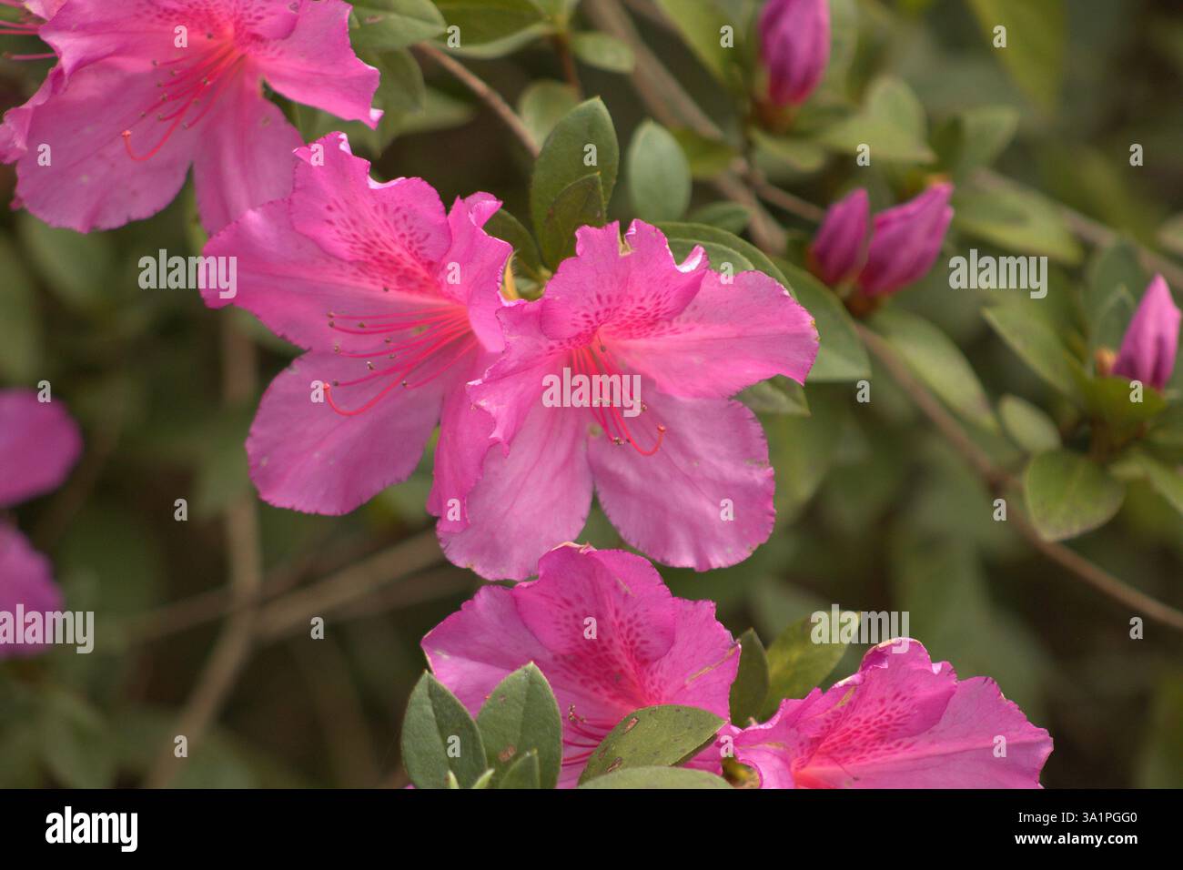 Pink flowers azalia rhododendron hi-res stock photography and images ...