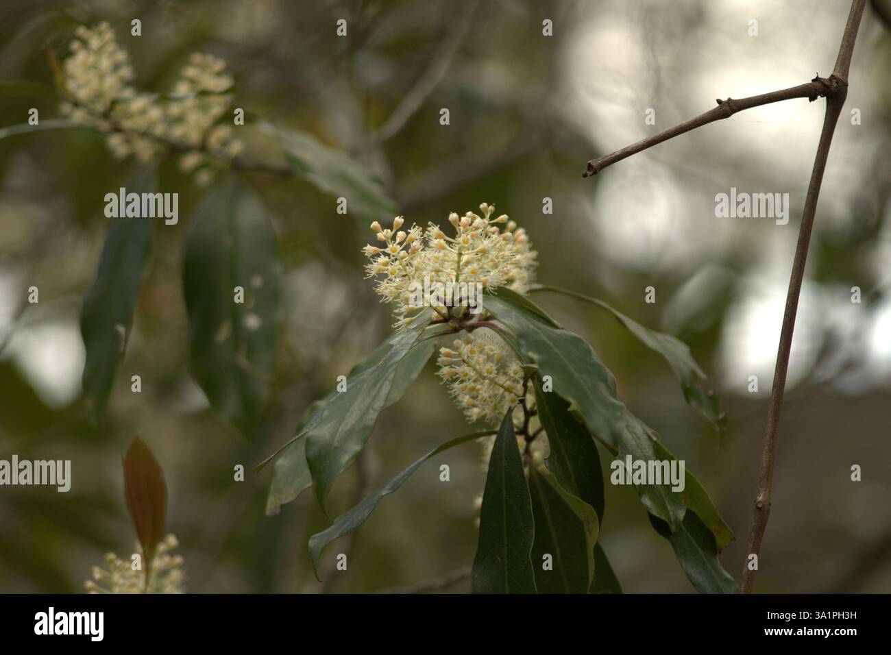 Carolina Laurel Cherry - Prunus caroliniana Stock Photo - Alamy