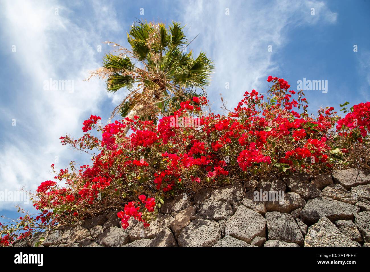 Geranium & Pelargonium Plants growing on the sea wall in the Spanish ...