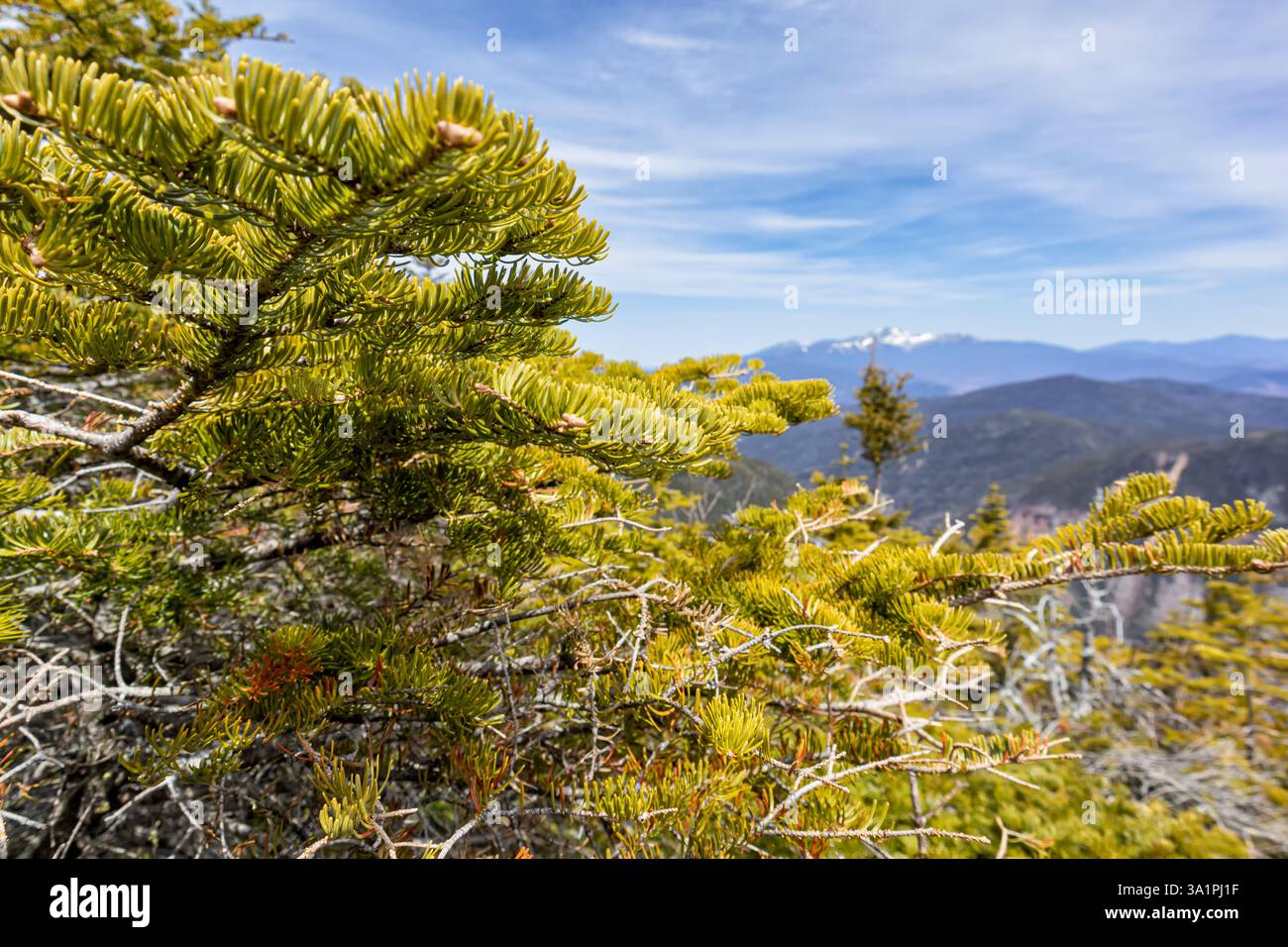 Hiking the White Mountains National Forest Stock Photo - Alamy