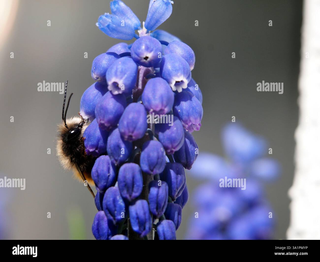 Isolated macro close- up side view of a european orchard bee (osmia ...