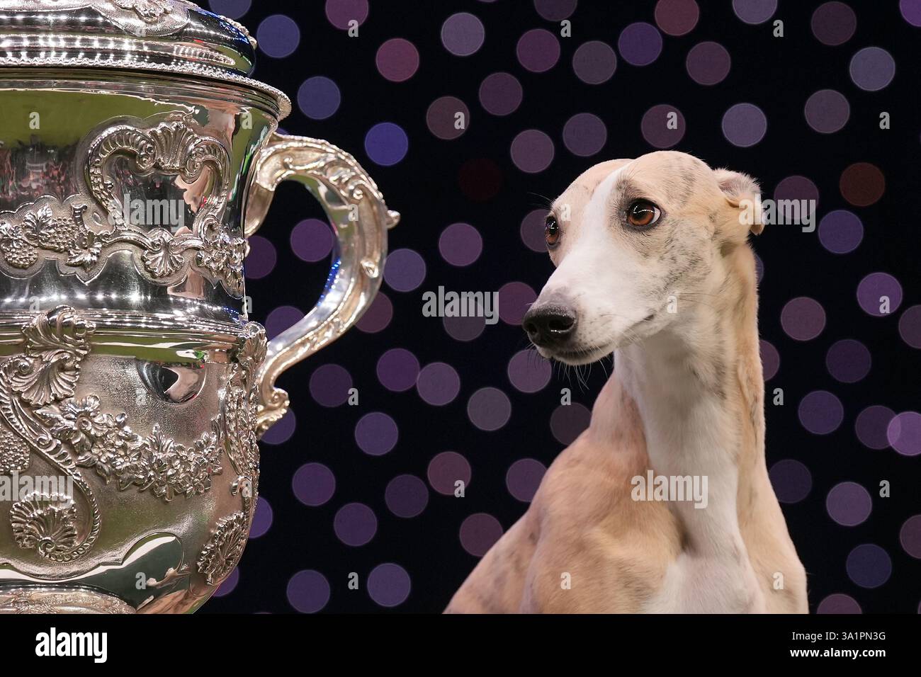 Whippet Miuccia, winner of the Best in Show final at the Crufts Dog Show at the National ...