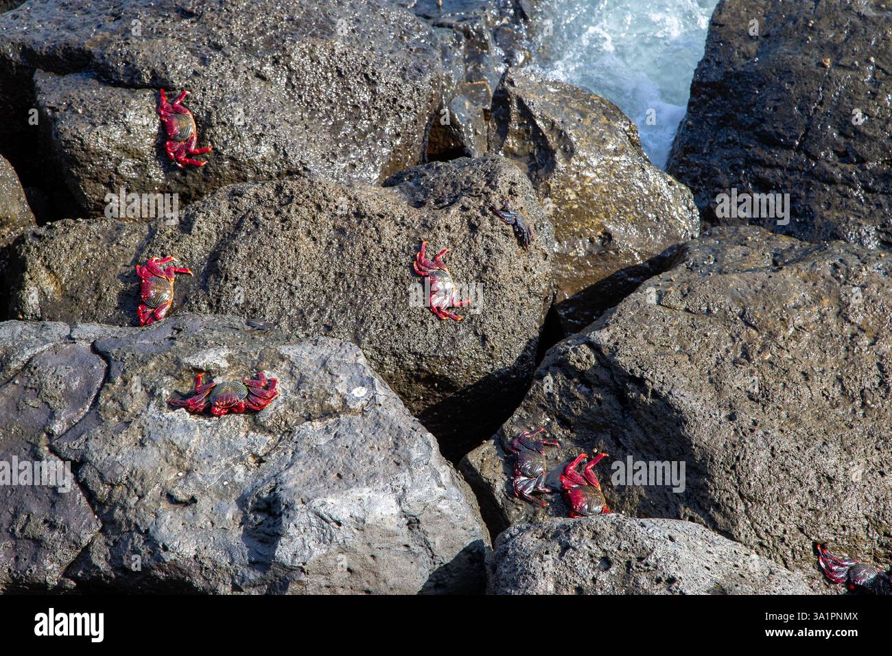 Sally blanca hi-res stock photography and images - Alamy