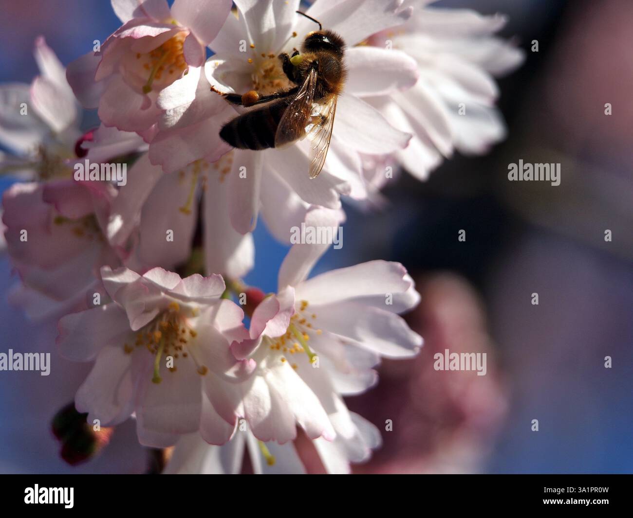 Isolated macro close- up of a european honey bee (apis mellifera ...