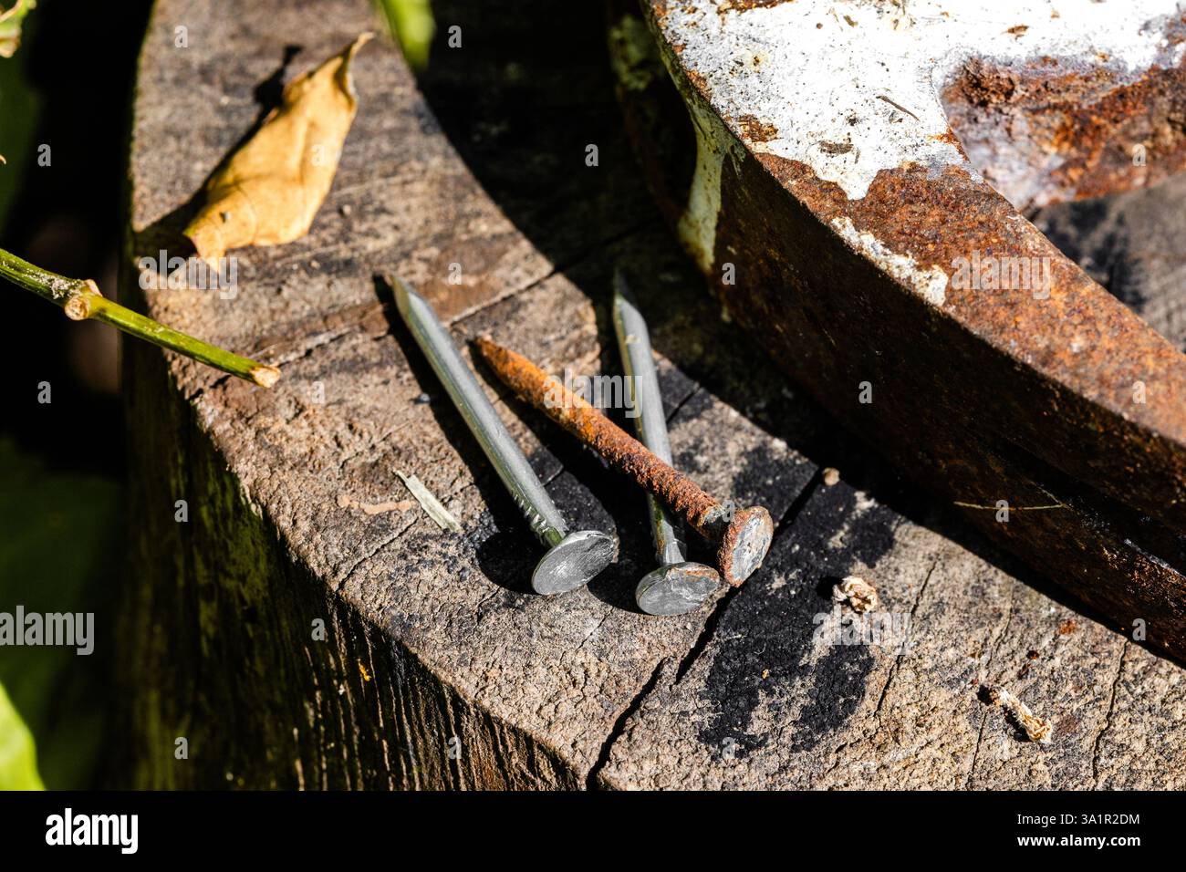 Carpentry Tools: Rusty Hammer and Nails Close-Up. Contrast of Old and ...