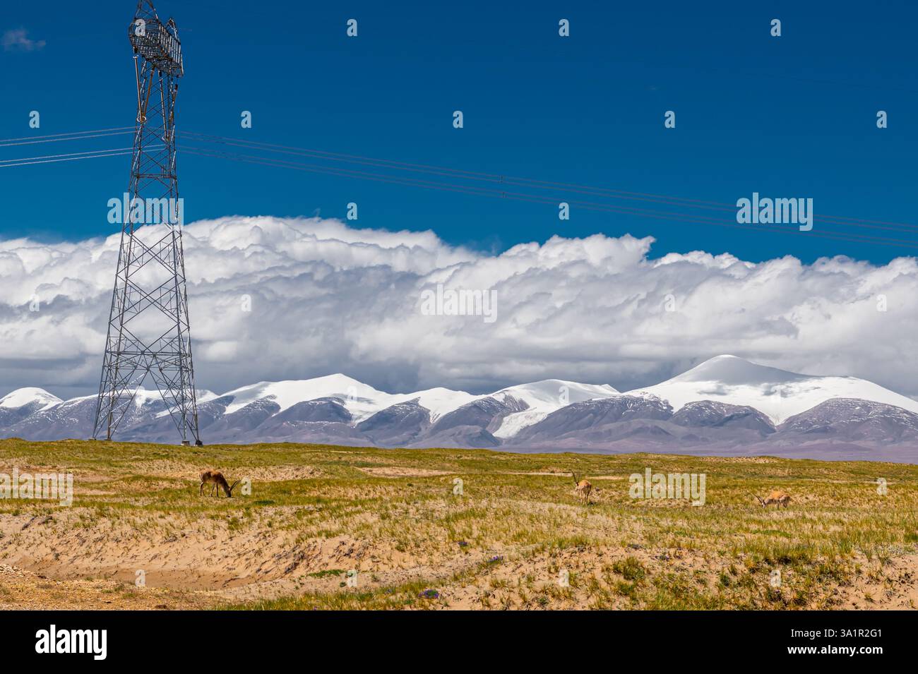 A group of wild Tibetan antelopes on the Qinghai-Tibet Plateau with the ...