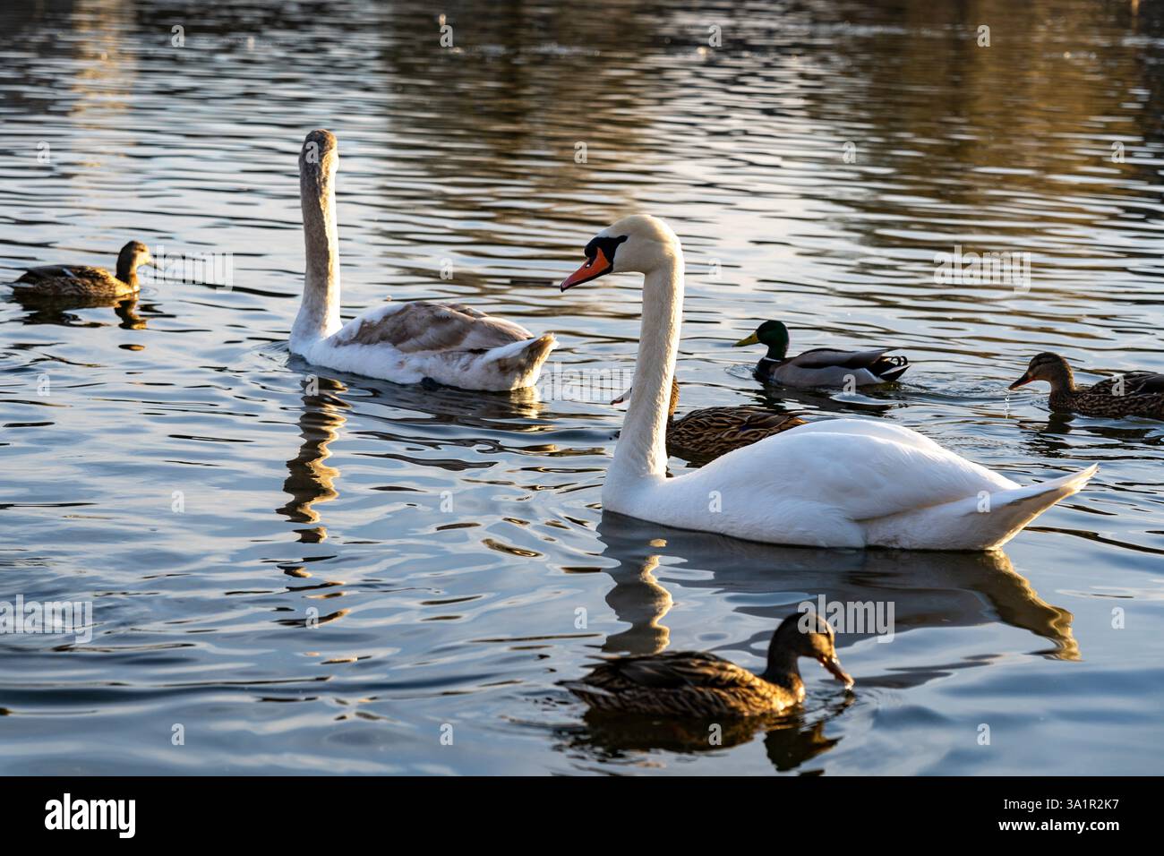 Two graceful swans glide through serene waters, surrounded by various ...