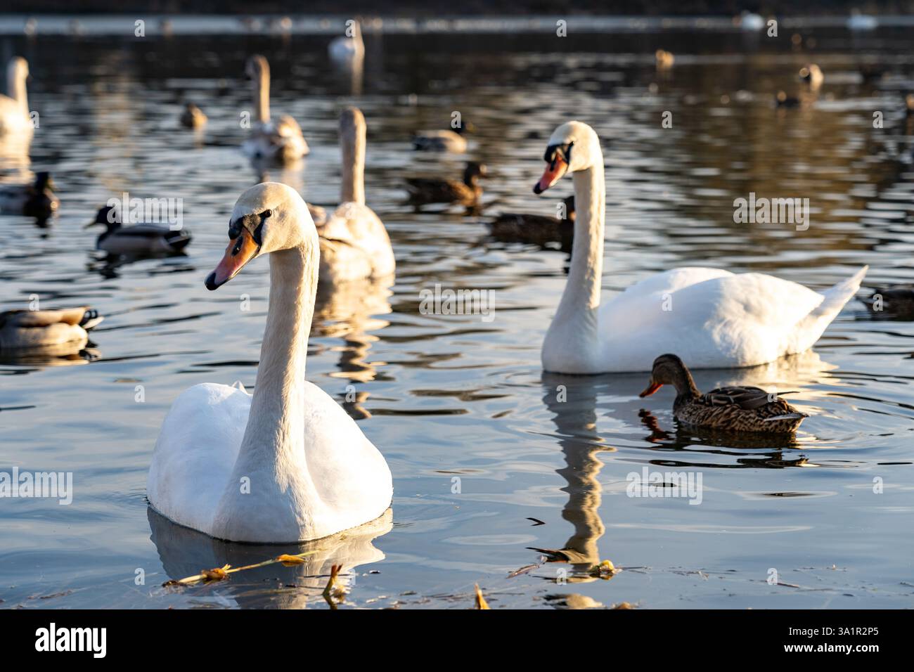 Two elegant swans glide through a tranquil lake surrounded by ducks, as ...
