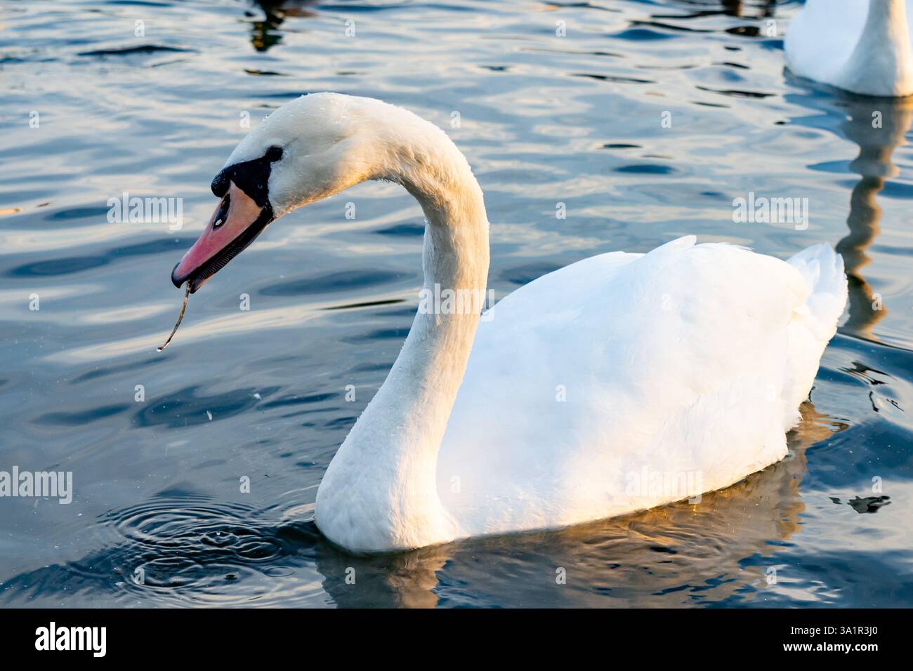 White swan glides through calm hi-res stock photography and images - Alamy