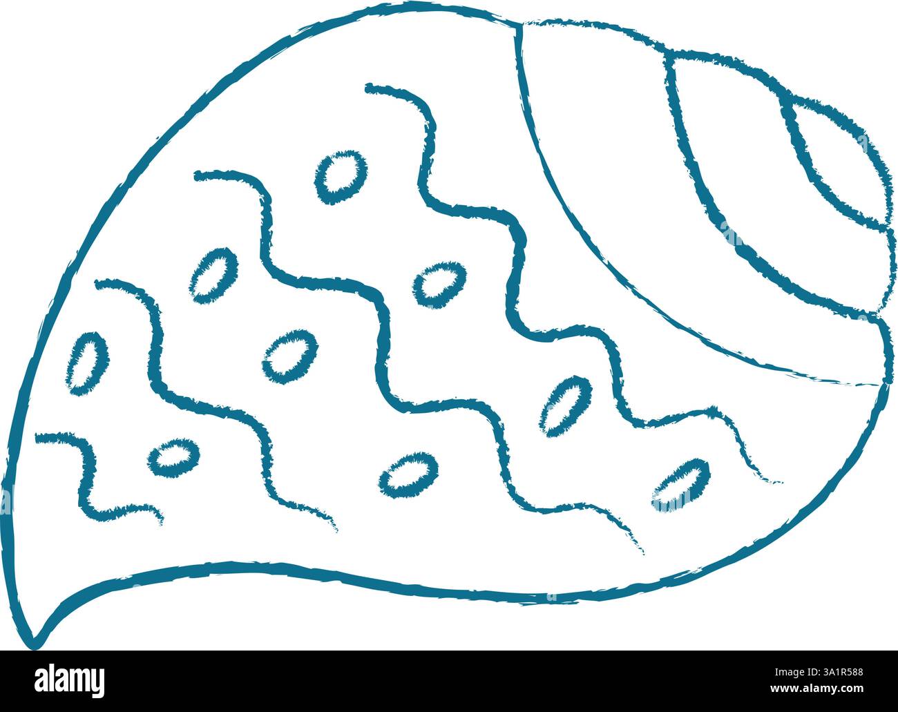 Chalk Seashell Silhouette Stock Vector Image & Art - Alamy