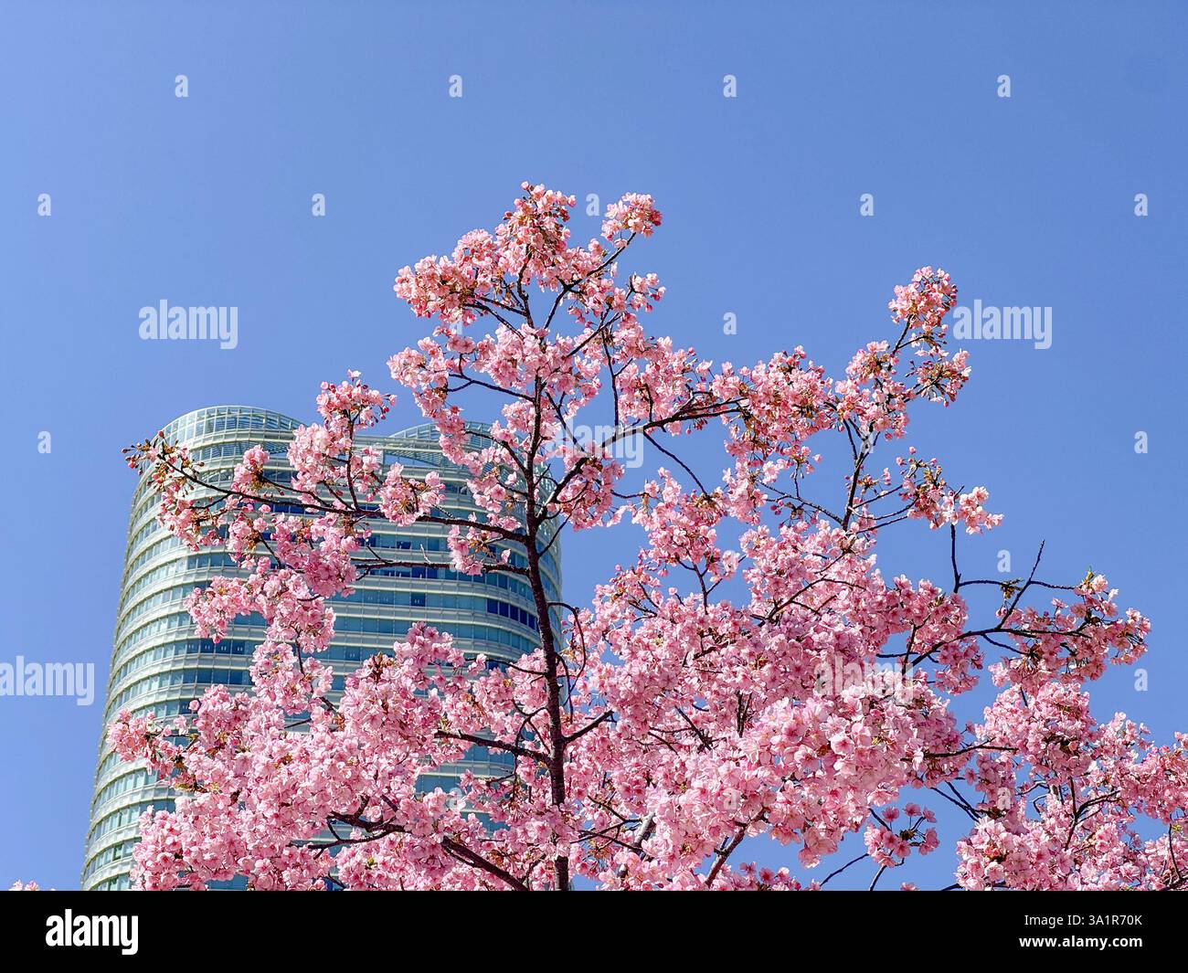 Pink cherry blossoms start to bloom in March in Roppongi, Japan, on a ...