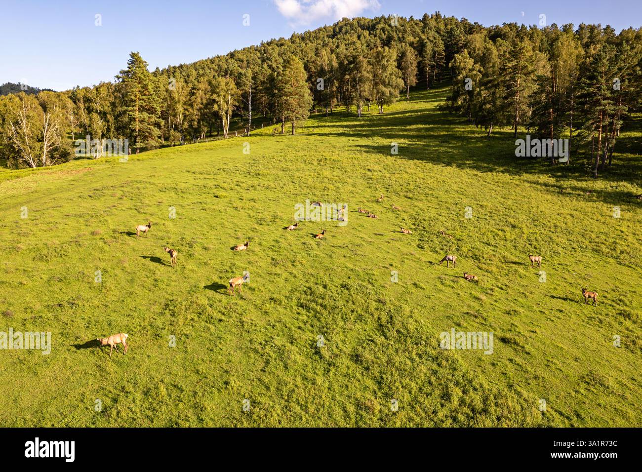 Aerial view of a valley in the Altai Mountains in summer. Beautiful ...