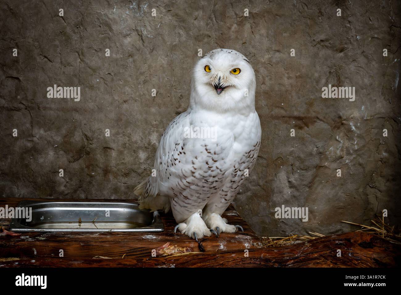 White polar owl with surprised face breathes like a dog moving tongue ...