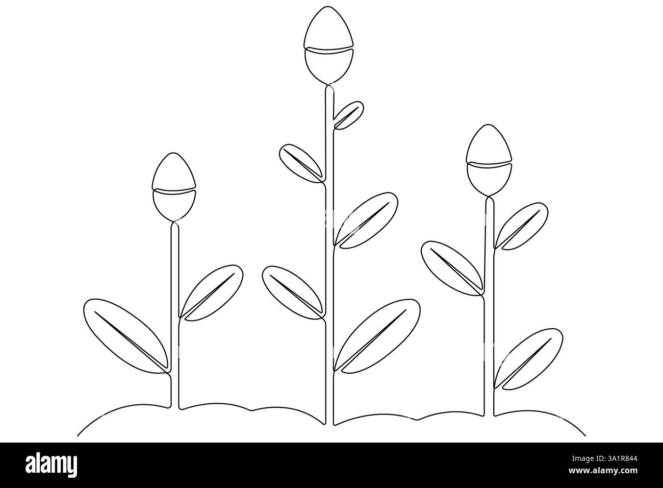 Continuous single line art drawing of plant growth processing from seed ...