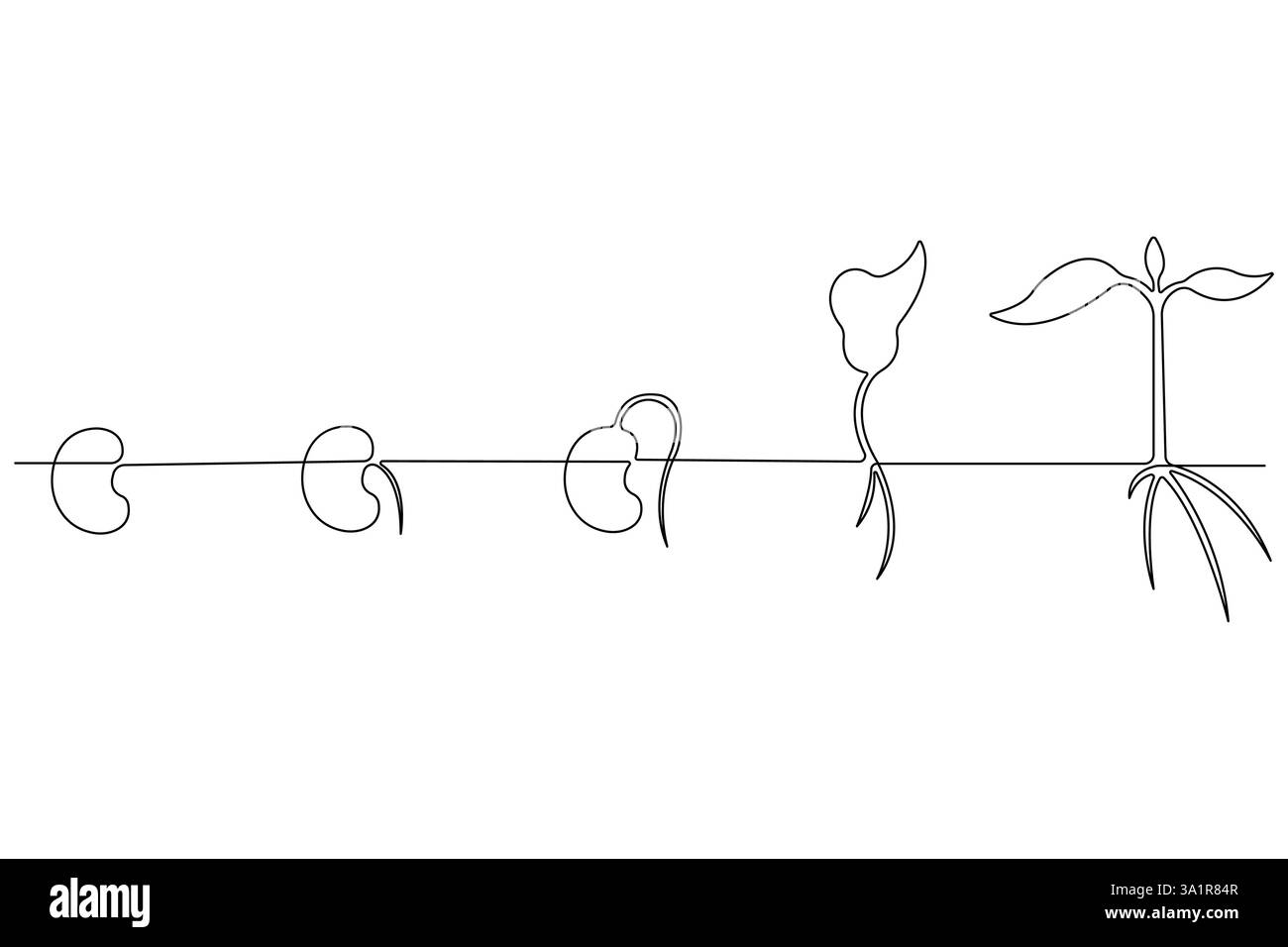 Continuous single line art drawing of plant growth processing from seed ...