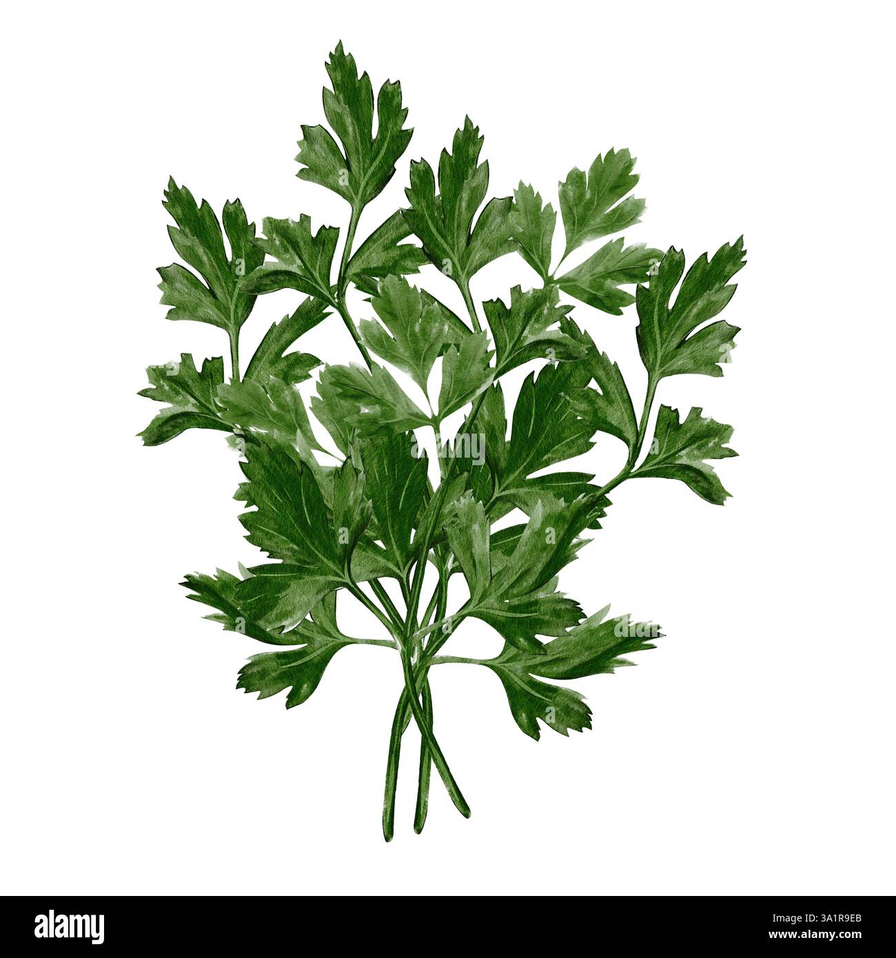 bunch of parsley. Kenza or corendar. Useful seasoning and plant ...