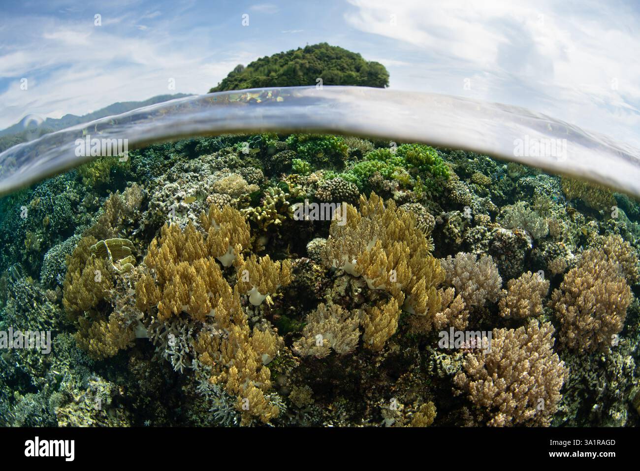 A lush and healthy coral reef grows extremely shallow near Tanjung ...