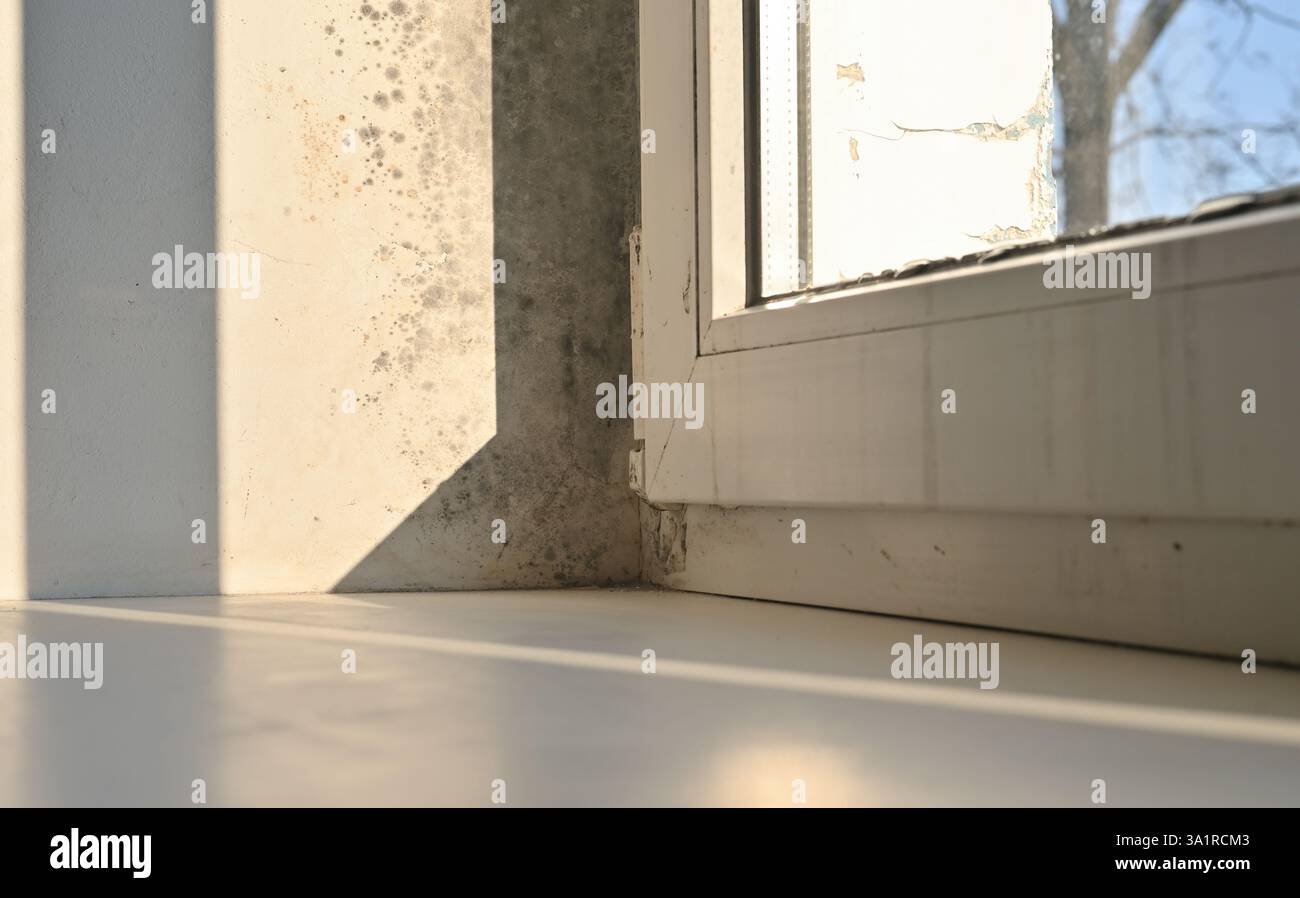 Black mold on plastic hi-res stock photography and images - Alamy