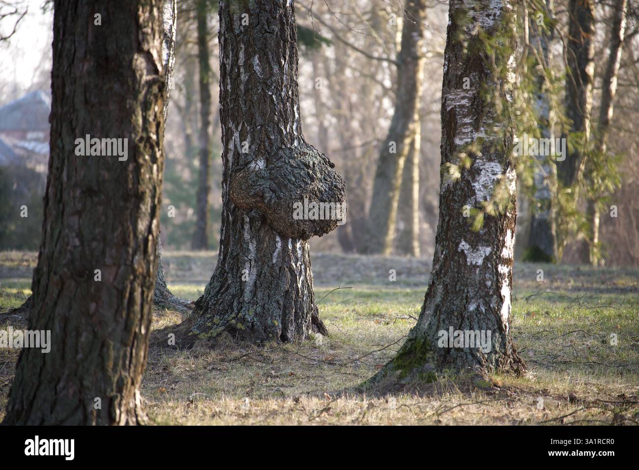 Three birch trees stand prominently in a sunny woodland, one displaying ...