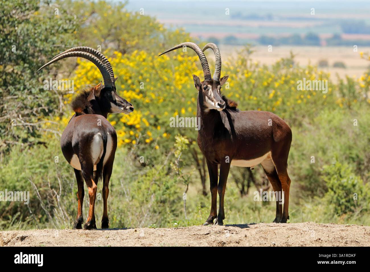 Two endangered male sable antelopes (Hippotragus niger) in natural ...