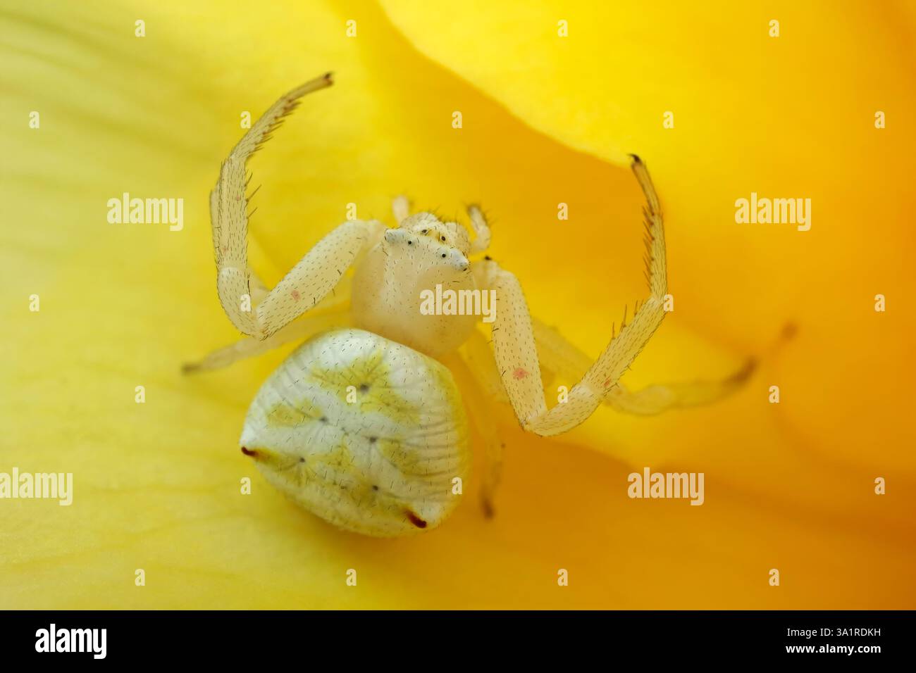 Flower crab spider (Family Thomisidae) sitting on a rose petal, South ...