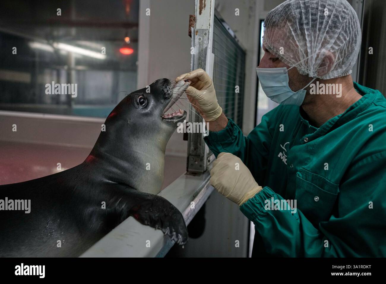 Nikitas Vogiatzis feeds Panagis at the Attica Zoological Park, in ...