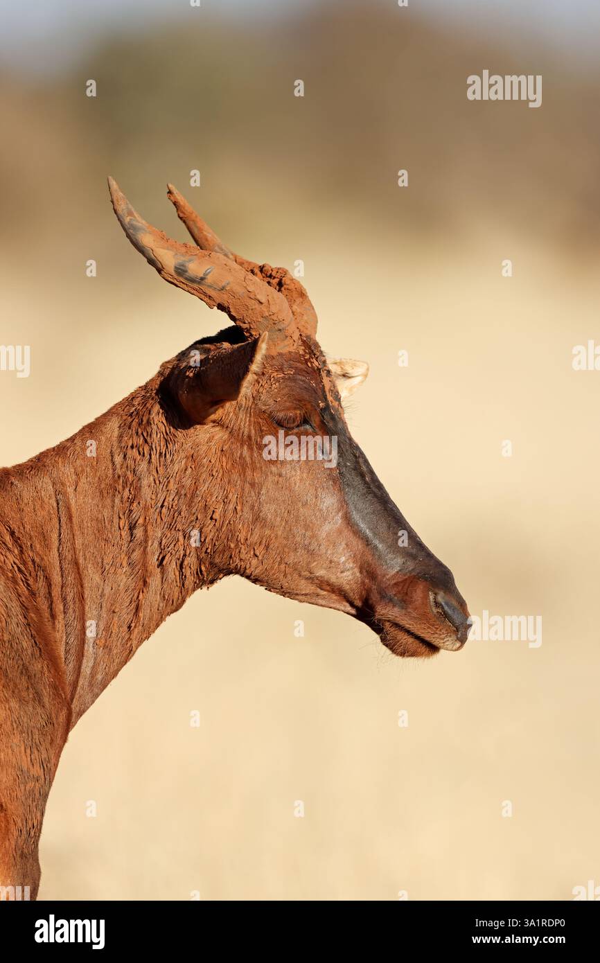 Portrait of a tsessebe antelope (Damaliscus lunatus) covered in mud ...