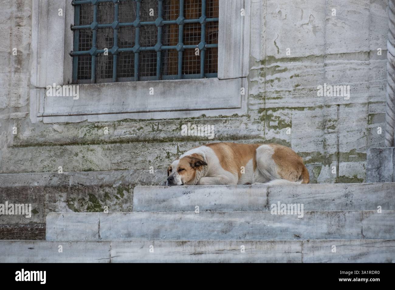 A stray dog resting on the marble steps of a historic stone building ...