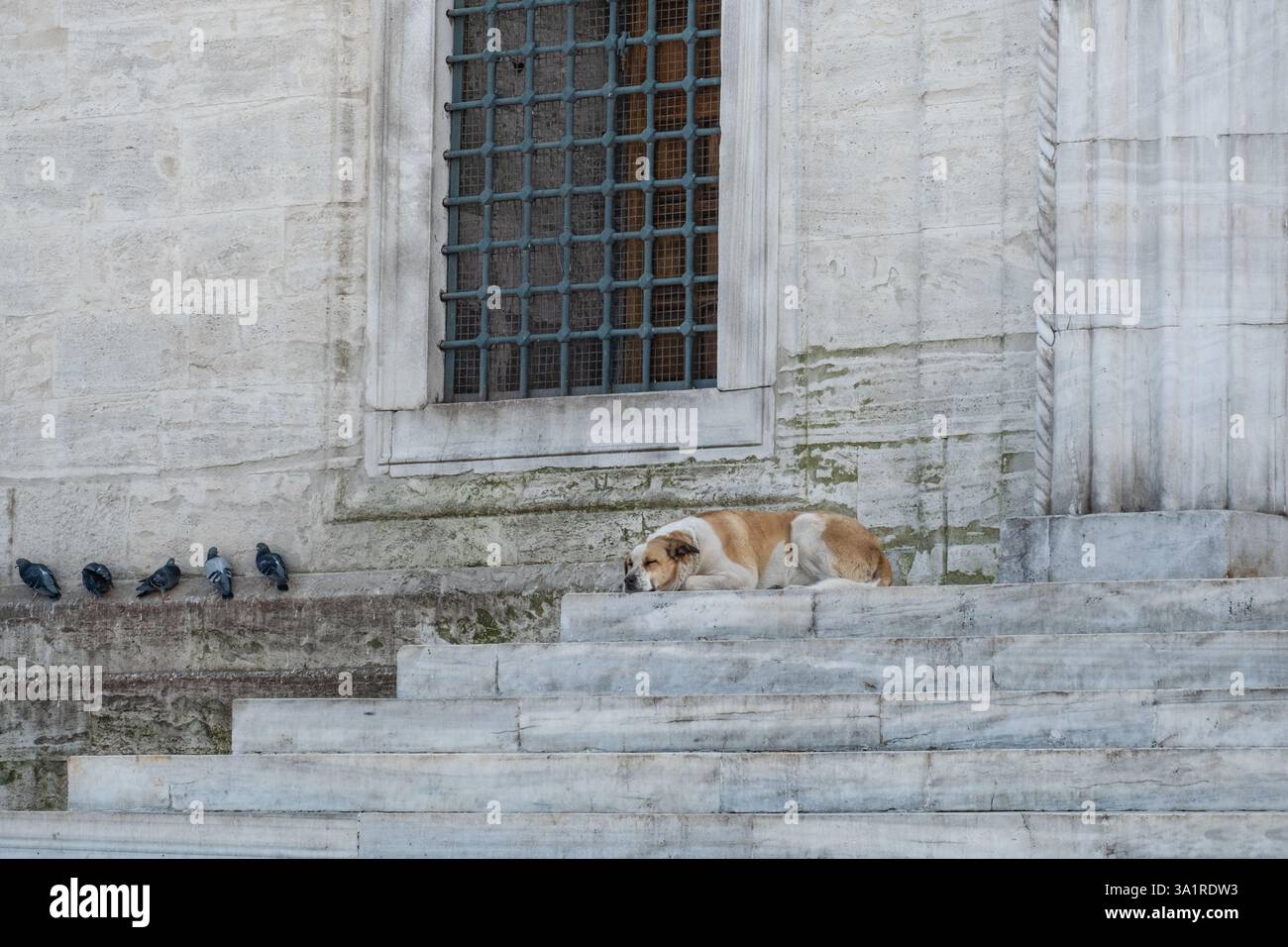 A stray dog resting on the marble steps of a historic stone building ...