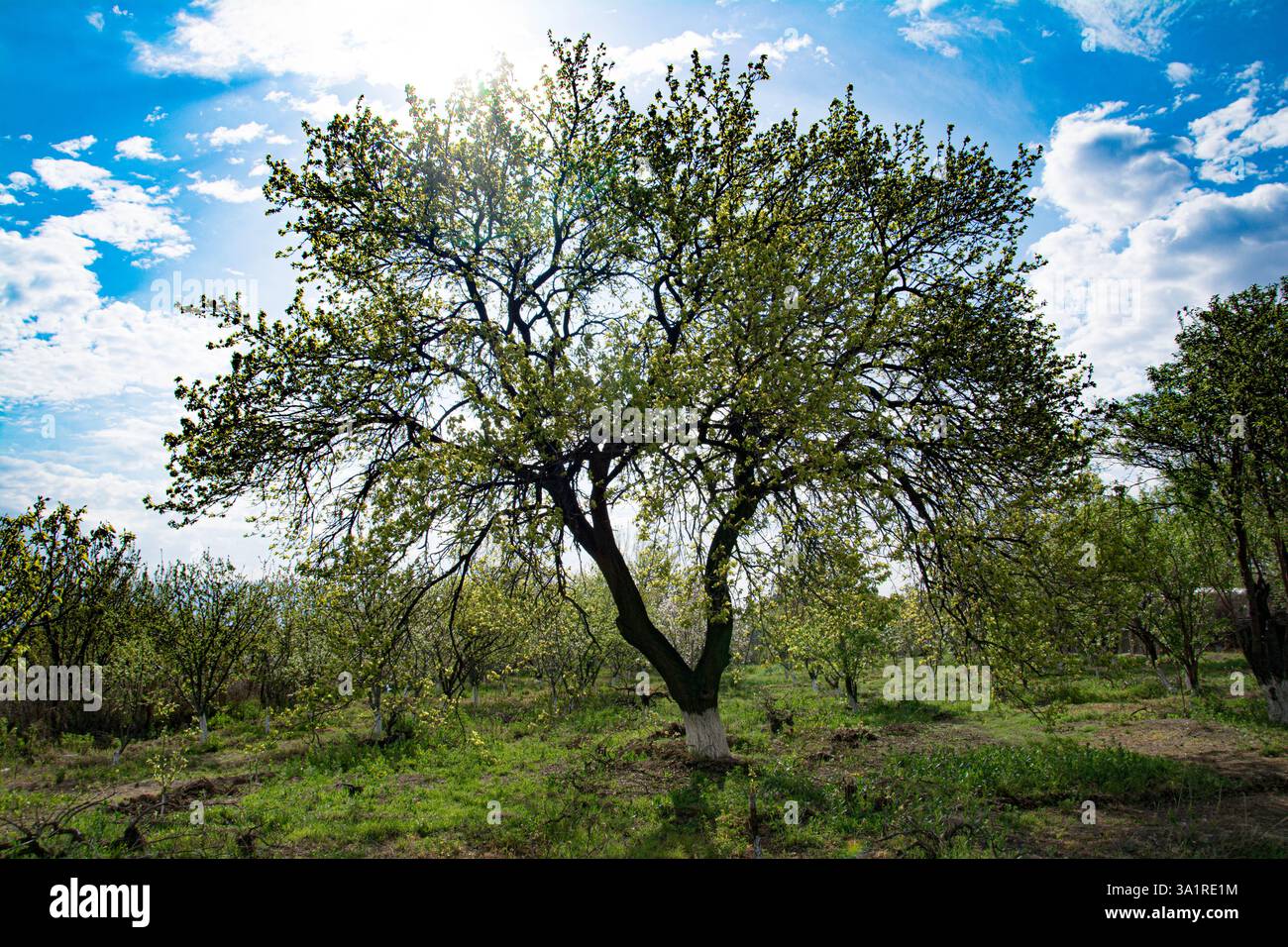 Tall tree with green leaves. Beautiful tree. Peach tree. Beautiful ...
