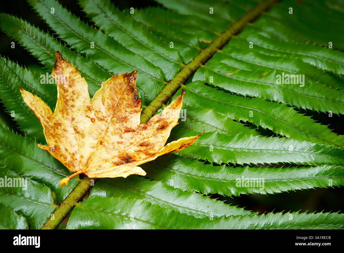 Autumn vine maple leaf resting on western sword fern, Queets Rainforest ...